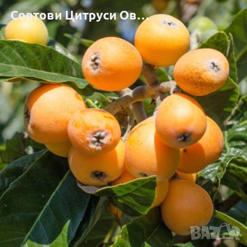 Мушмула: японски и дръвчета | Обяви и цени на плодове — Bazar.bg