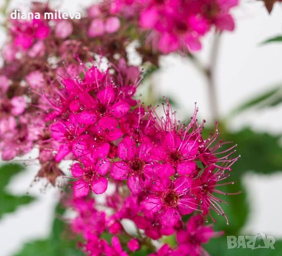 Спирея Дартс Ред, Spiraea japonica 'Darts Red' в Градински цветя и ...