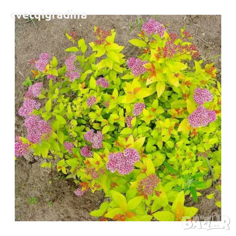 Spiraea 'Gold Flame' Спирея в Градински цветя и растения в гр ...