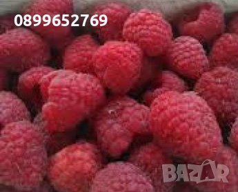 Малина(Heritage) Цена: 5 лв. в Разсади в гр. Гоце Делчев - ID44167479 ...