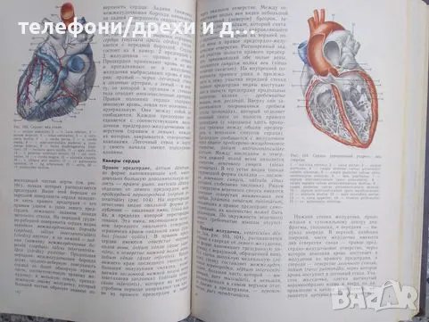 Атлас по Анатомия - 2 тома (Борзяк Э. и др.) в Енциклопедии ...