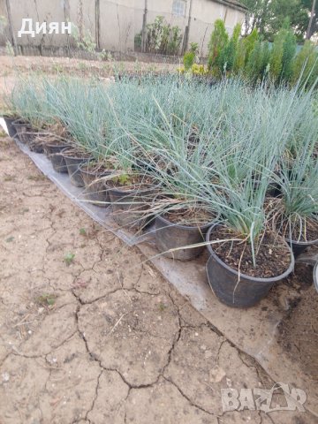 Синя трева фестука (Festuca glauca) в Градински цветя и растения в гр ...