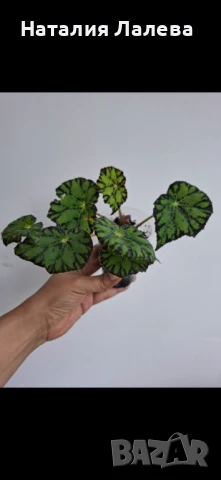 Бегония, begonia persian brocade в Стайни растения в гр. София ...