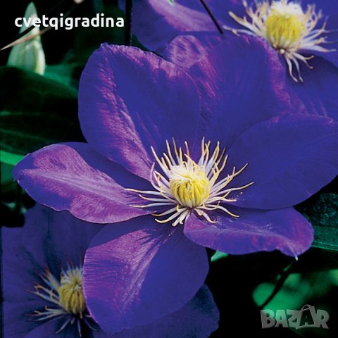 Clematis Jackmanii (Клематис Джакмани) в Градински цветя и растения в ...