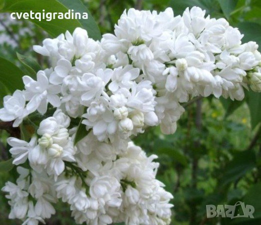 Syringa Mme Florent Stepman(Люляк Мадам Флоран Степман) в Градински ...